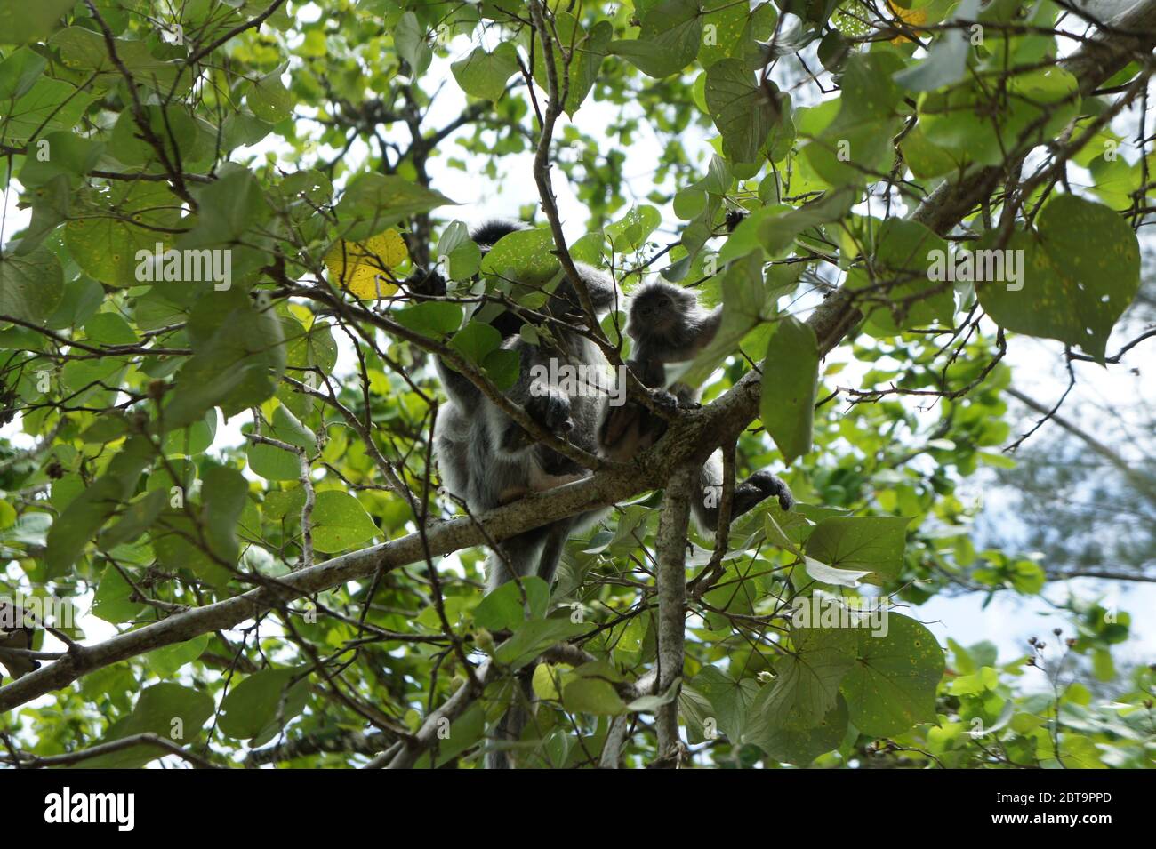 Monkey family on tree, Borneo Stock Photo - Alamy