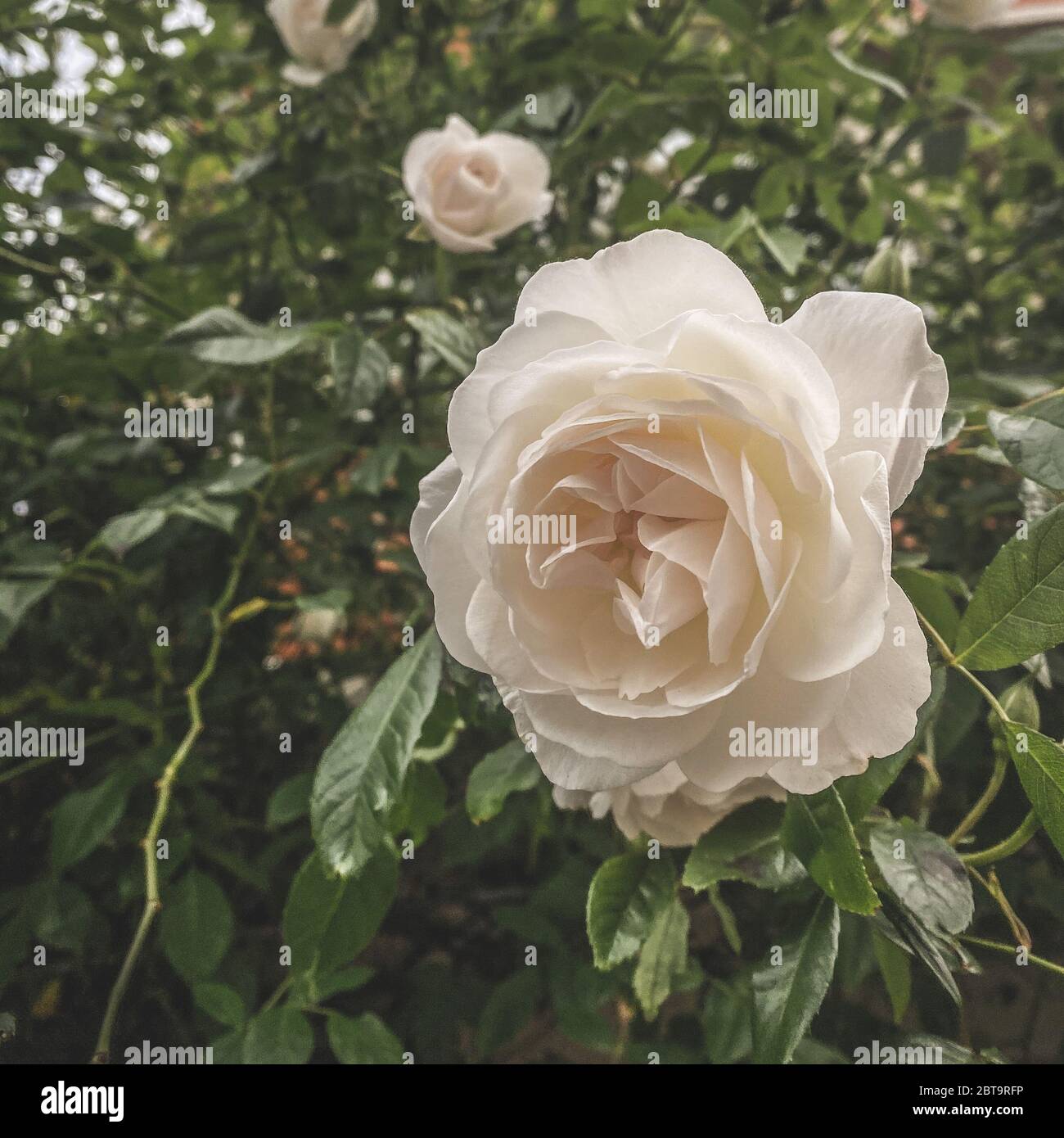 Beautiful rose retro filter hi-res stock photography and images - Alamy