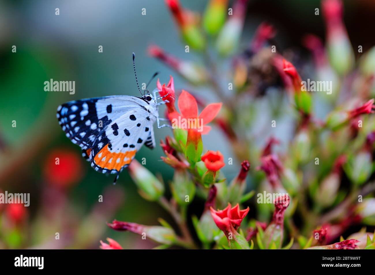 colorful butterfly on a red flower Stock Photo - Alamy