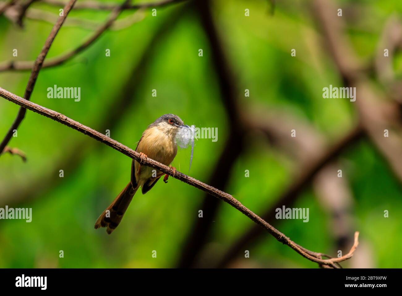 Common Weaver bird with a tuft of cotton in the beak Stock Photo - Alamy
