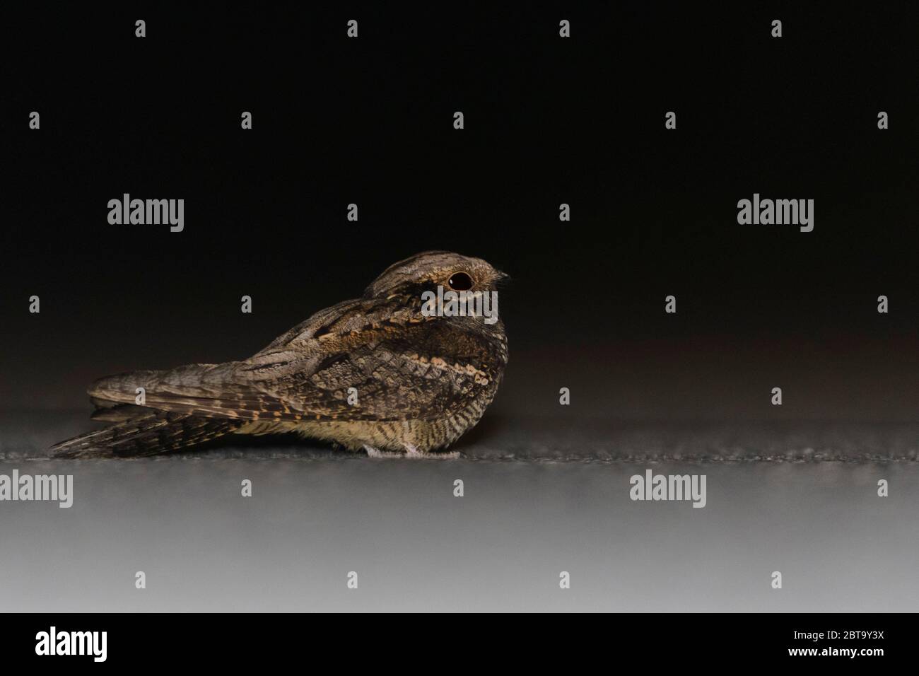 A european nightjar (Caprimulgus europaeus) on the ground in a road ...