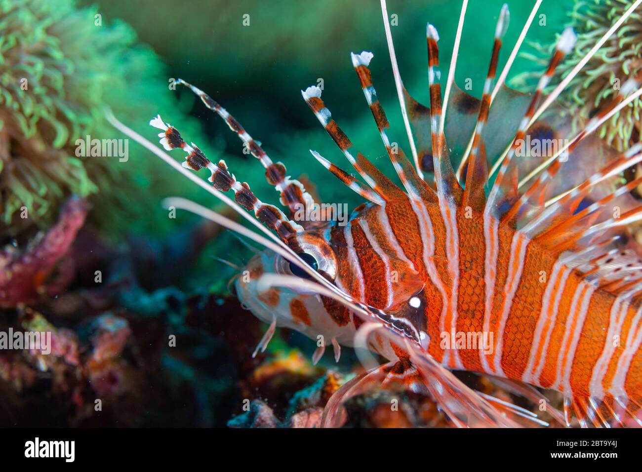 Close up lionfish in the Philippines Stock Photo - Alamy
