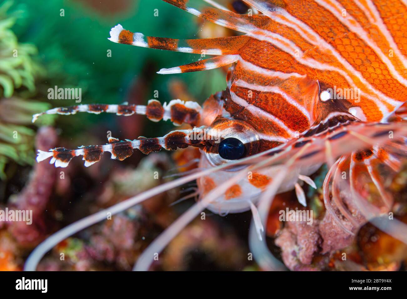Close up lionfish in the Philippines Stock Photo - Alamy