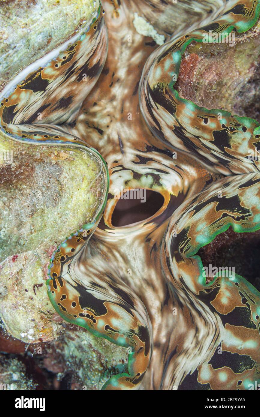Inside of a giant clam Stock Photo - Alamy