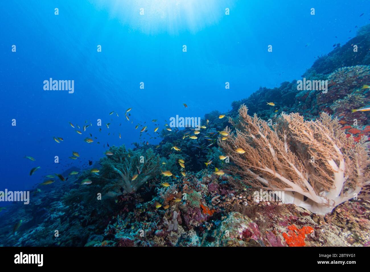 Beautiful corals in the Philippines with blue water background Stock ...