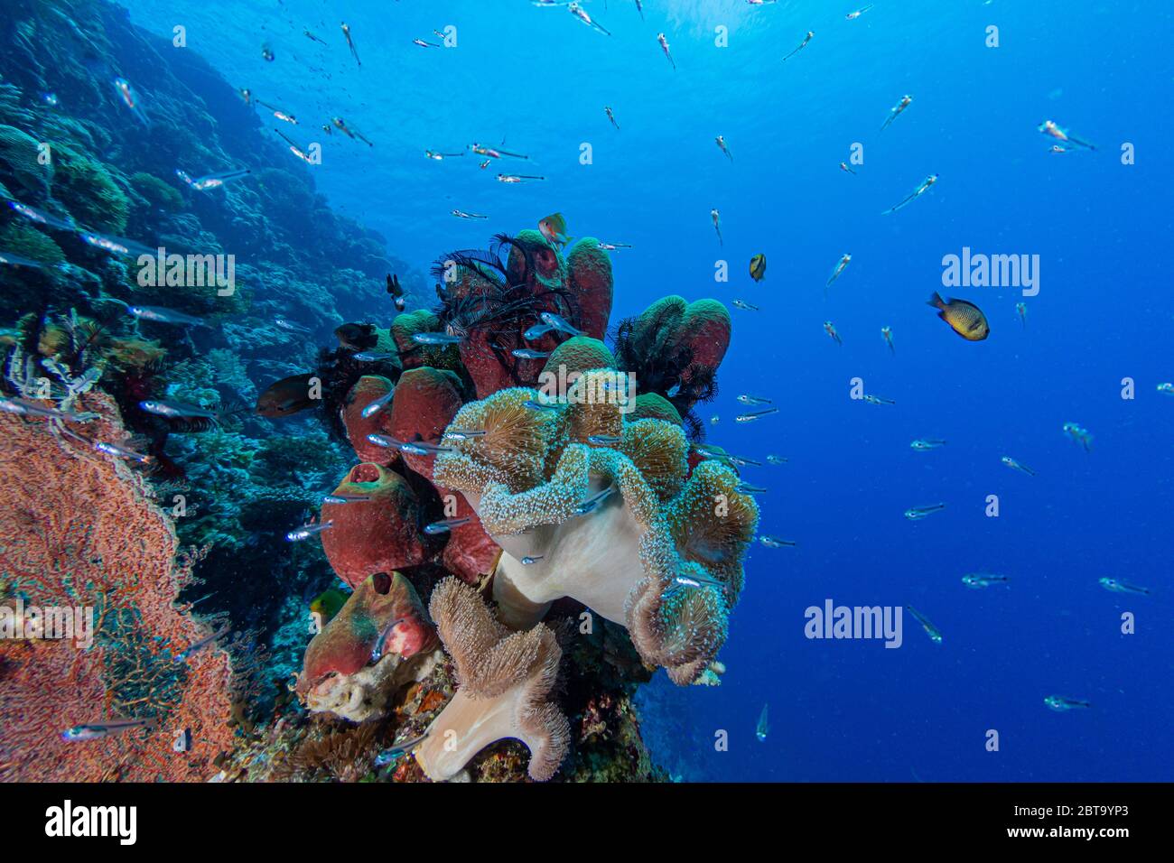 Beautiful corals in the Philippines with blue water background Stock ...
