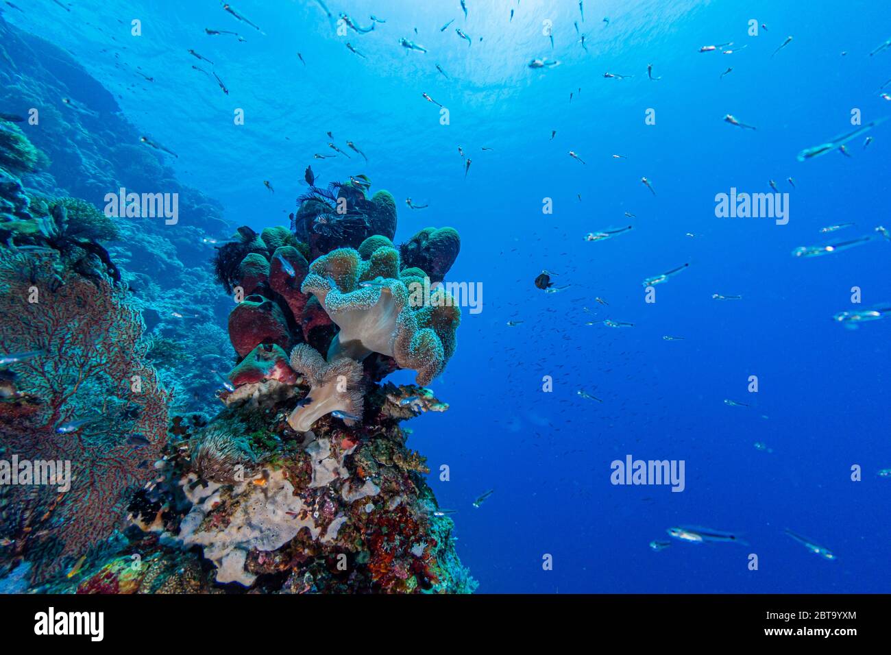 Beautiful corals in the Philippines with blue water background Stock ...