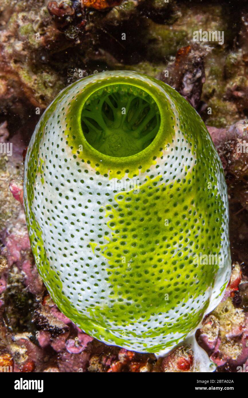 Close up of green tunicate Stock Photo - Alamy