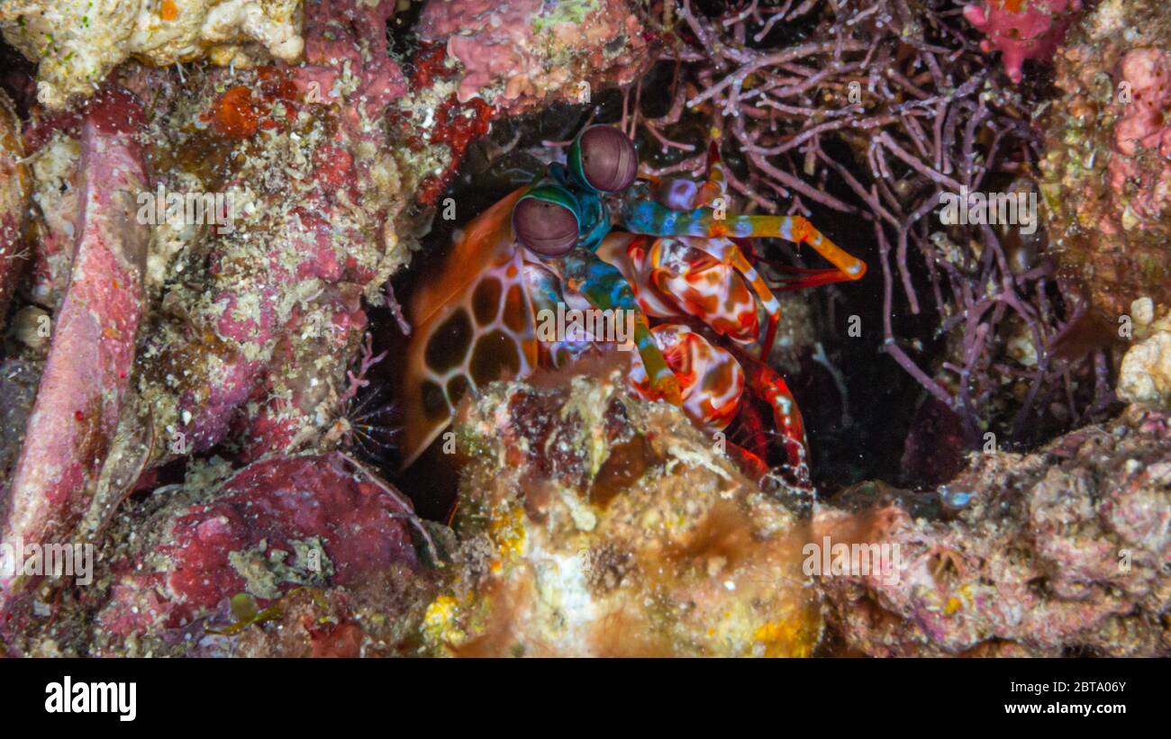 Colorful Mantis Shrimp on a dive in the Philippines Stock Photo - Alamy