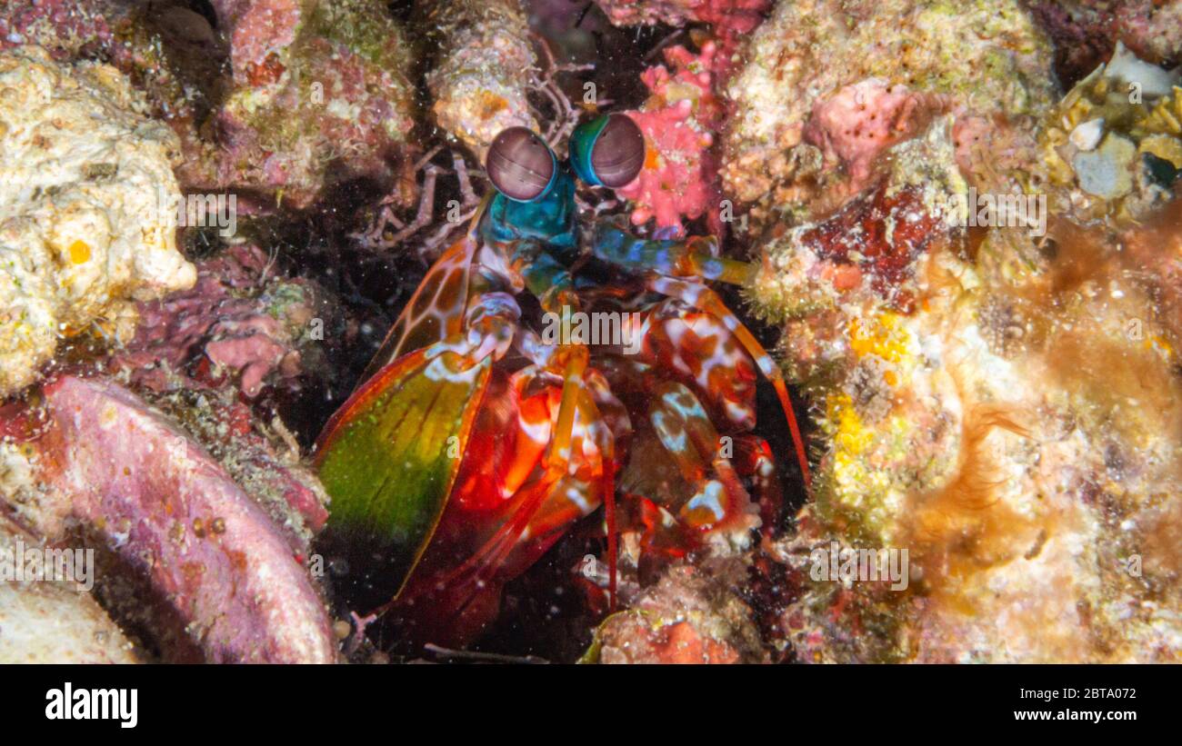 Colorful Mantis Shrimp on a dive in the Philippines Stock Photo - Alamy