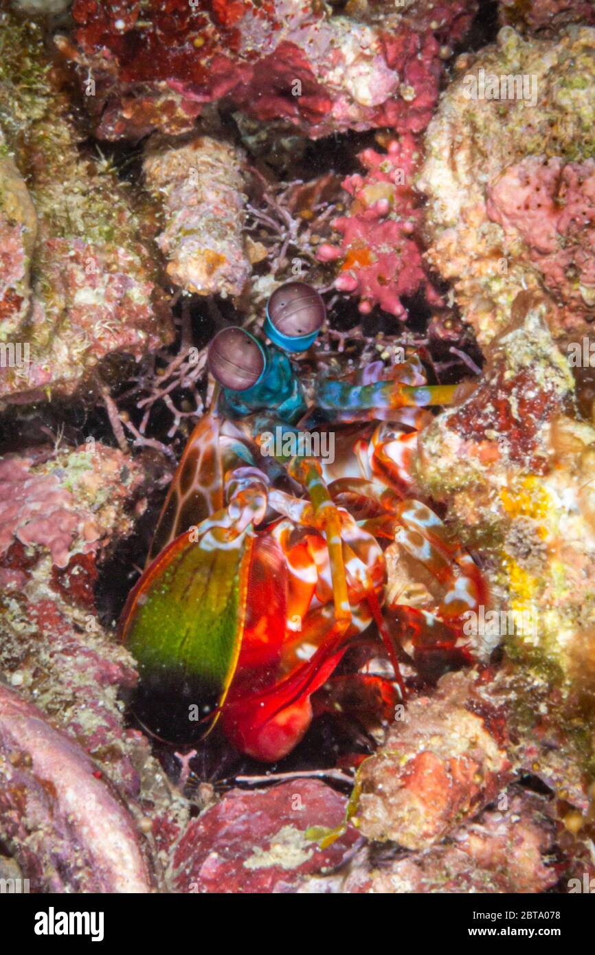 Colorful Mantis Shrimp on a dive in the Philippines Stock Photo - Alamy