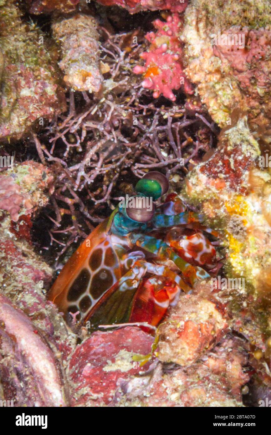 Colorful Mantis Shrimp on a dive in the Philippines Stock Photo - Alamy