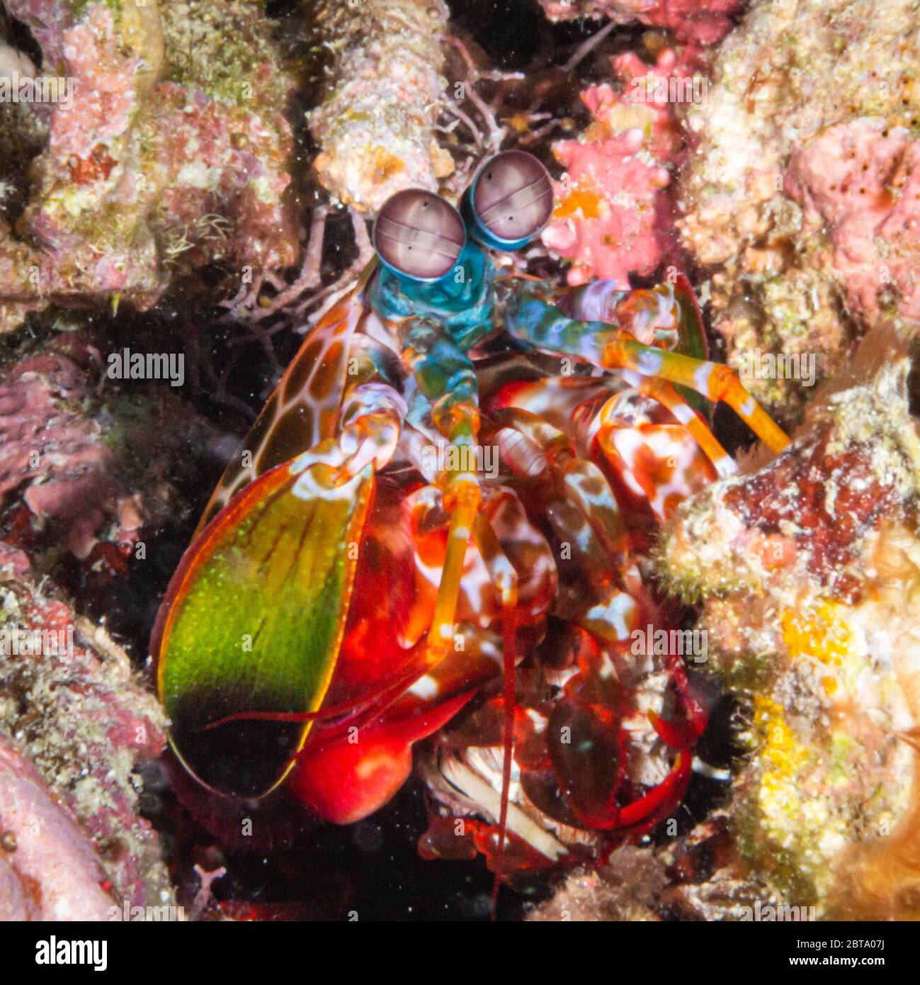 Colorful Mantis Shrimp on a dive in the Philippines Stock Photo - Alamy