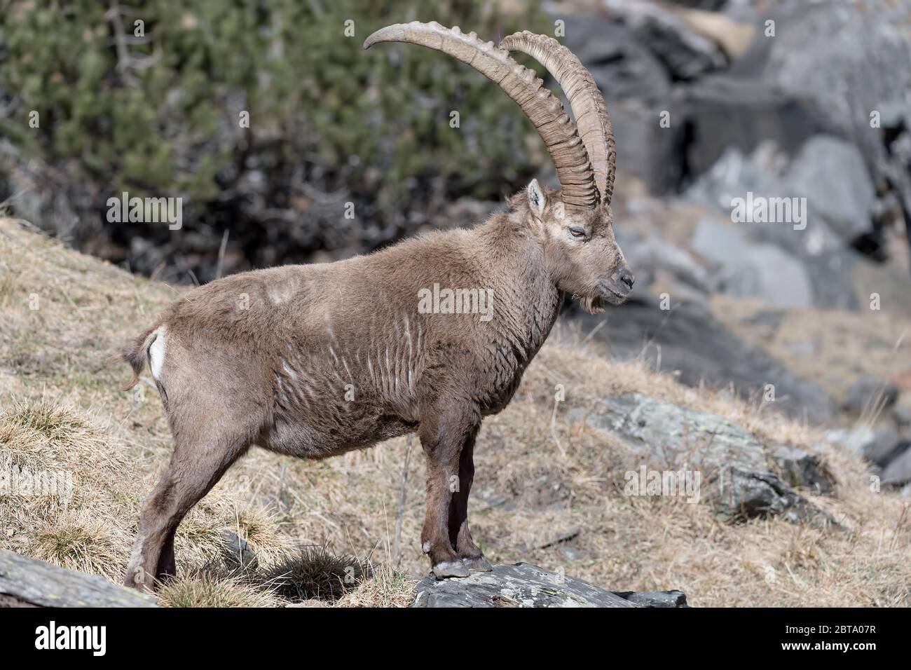 Powerful ibex hi-res stock photography and images - Alamy