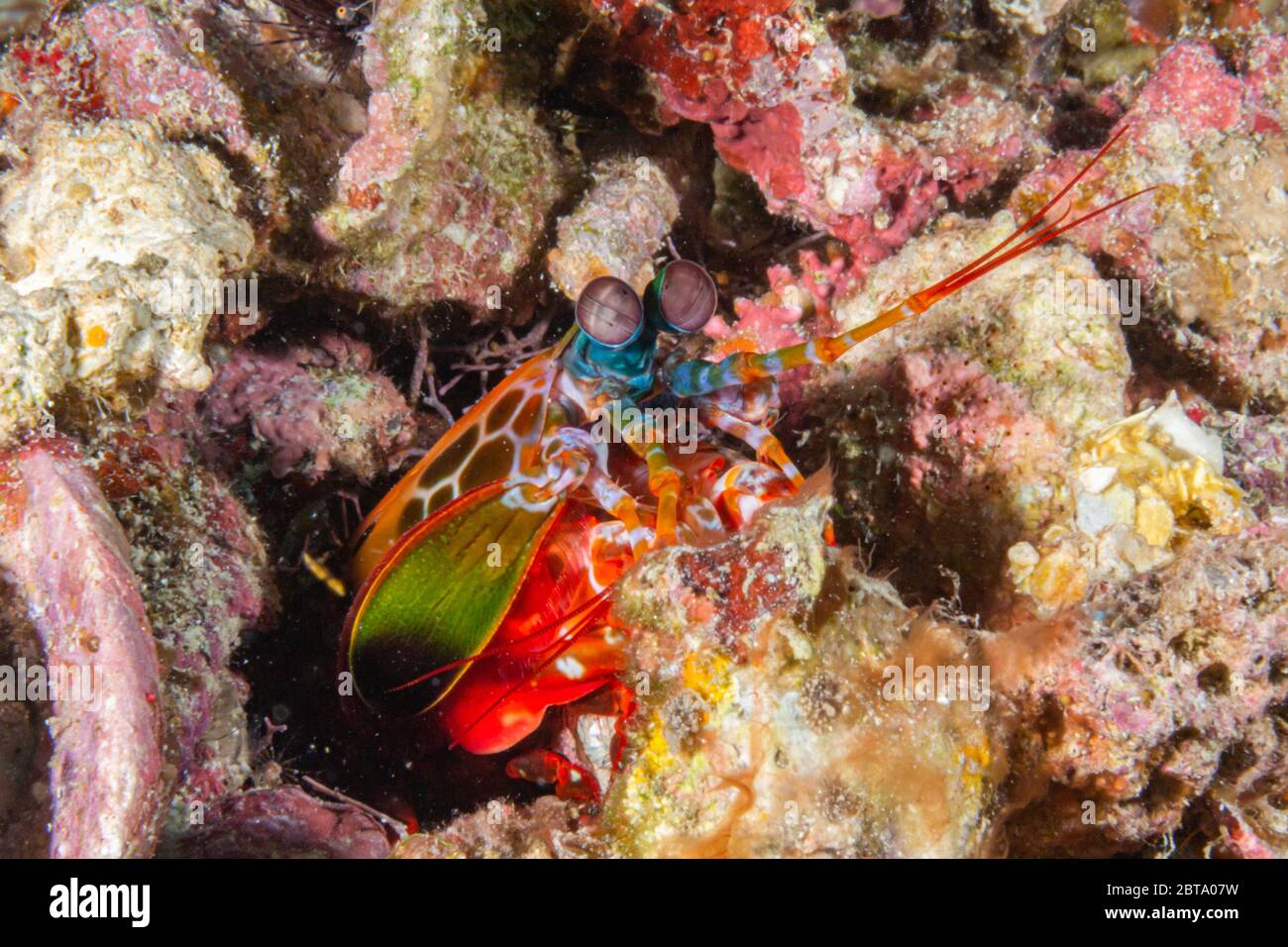 Colorful Mantis Shrimp on a dive in the Philippines Stock Photo - Alamy