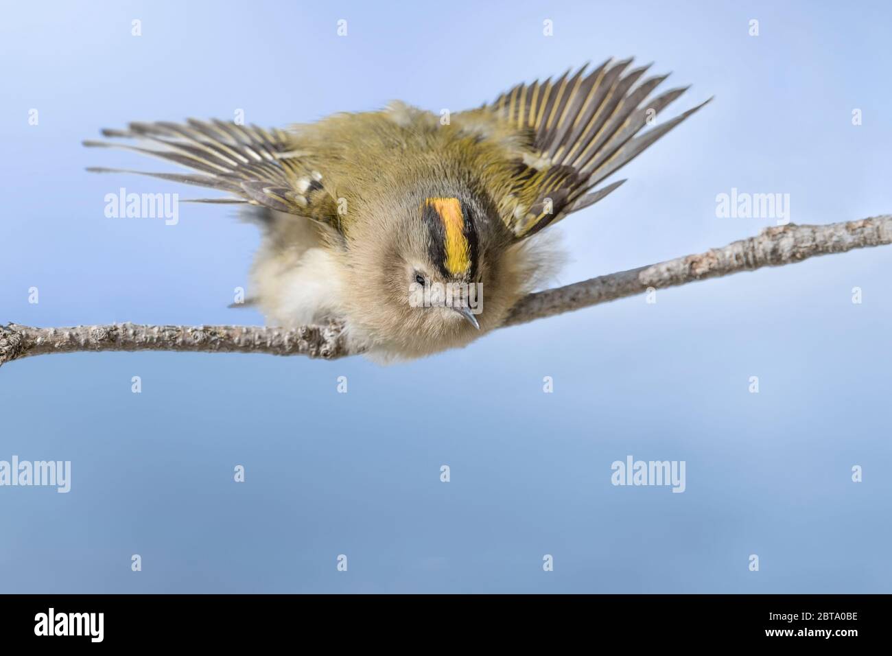 The Goldcrest ready to fly (Regulus regulus Stock Photo - Alamy