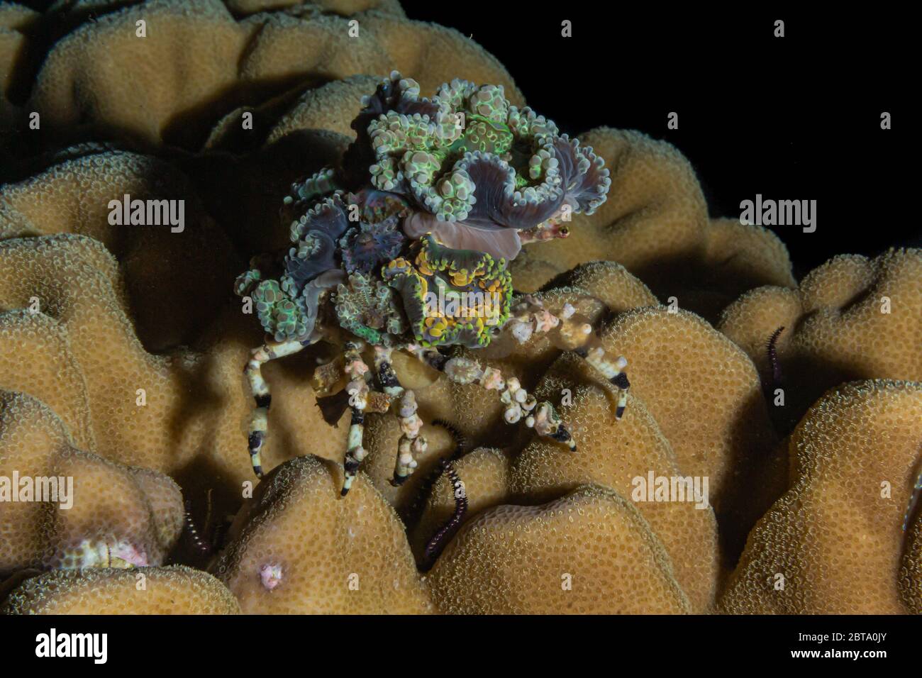 Beautiful decorator crab on a dive in the Phiippines Stock Photo - Alamy