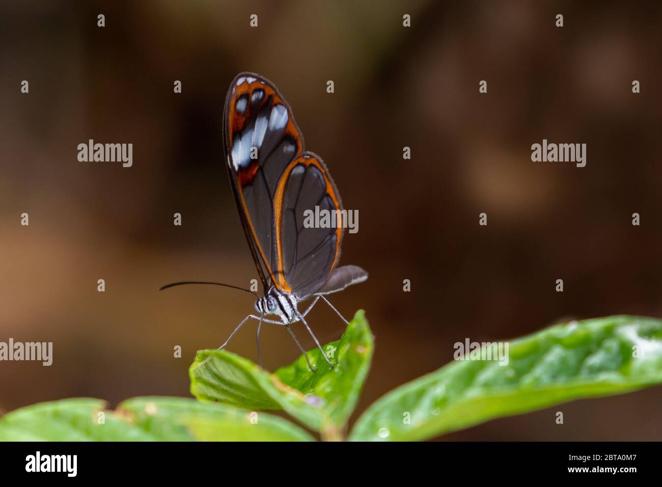 Glasswing Butterfly resting on a leaf in the tropical rainforest Stock ...