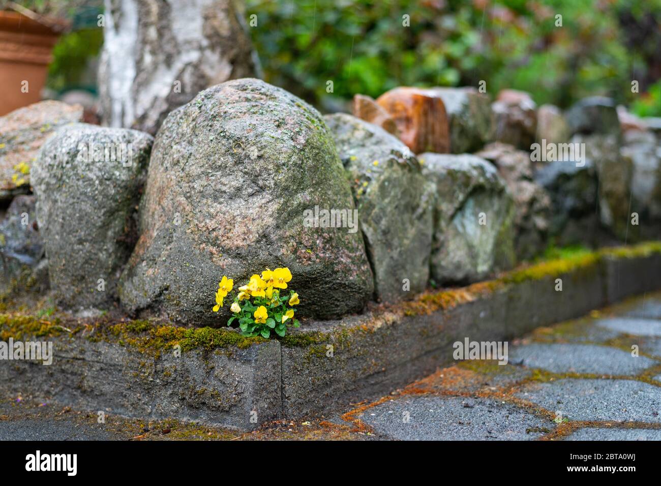 A California golden violet (Viola pedunculata) grows between stones and ...