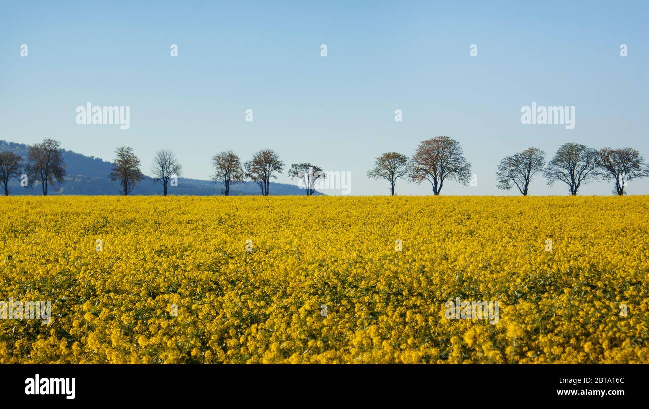 yellow field of oilseed rape, trees, mountains, blue sky Stock Photo ...