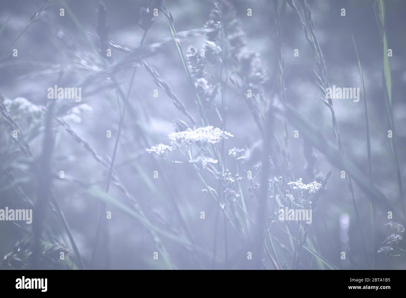 blue meadow grass flowers background pattern Stock Photo - Alamy
