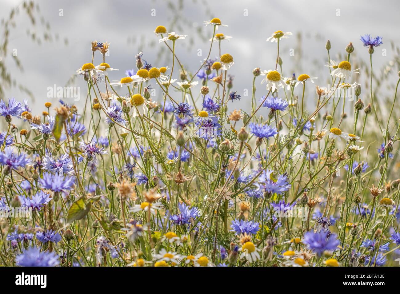 flowers meadow camomiles cornflowers Stock Photo - Alamy