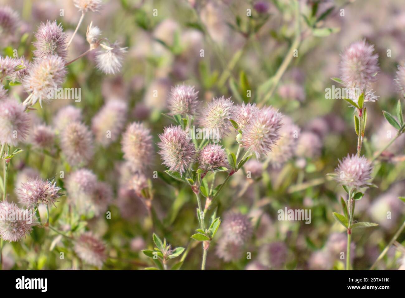 pink flowers plant on meadow background Stock Photo - Alamy
