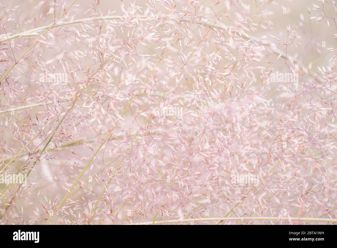 Plants background hi-res stock photography and images - Alamy