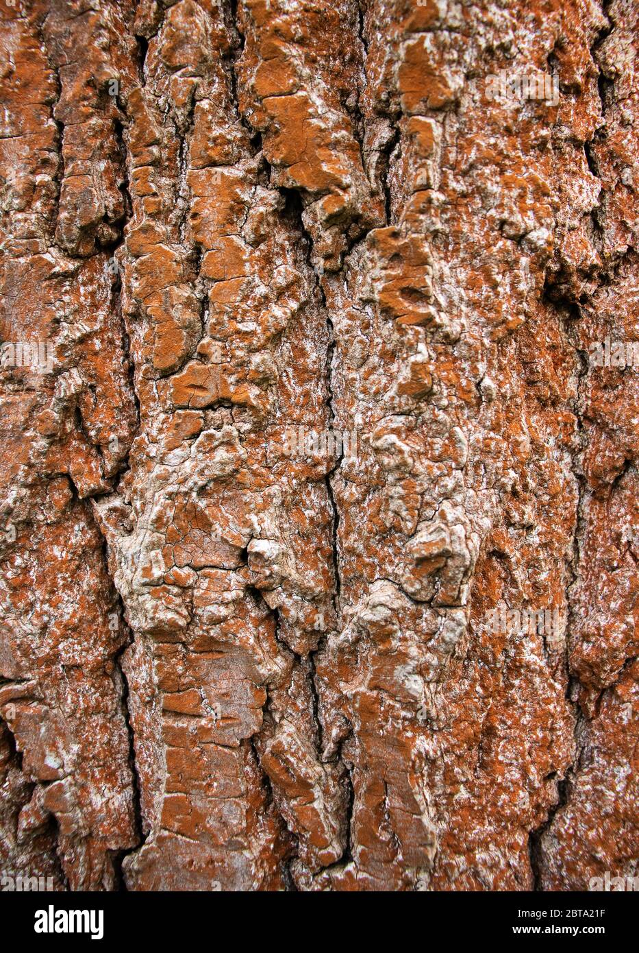 Red bark tree trunk hi-res stock photography and images - Alamy