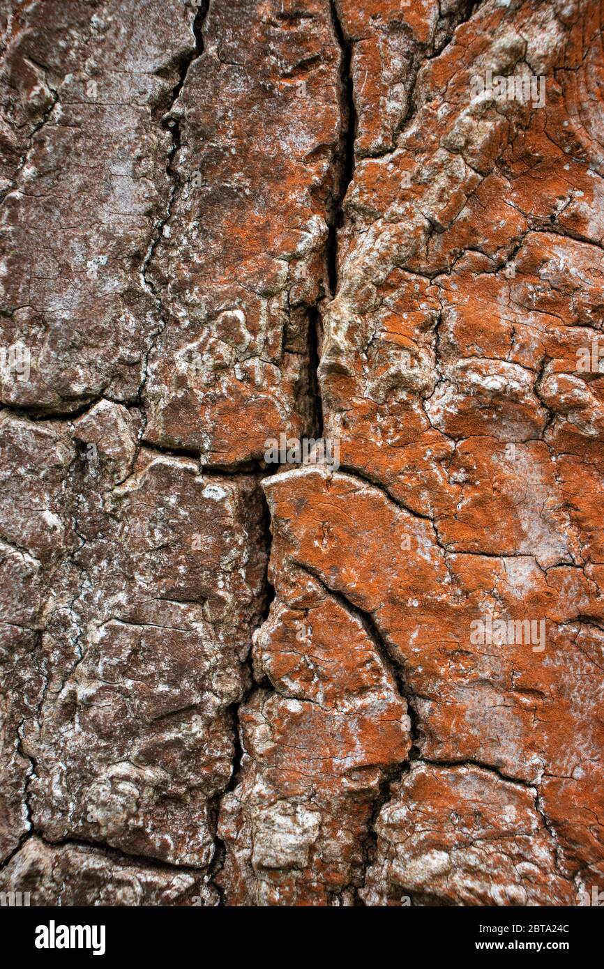 red brown bark of a tree trunk background pattern design wooden Stock ...