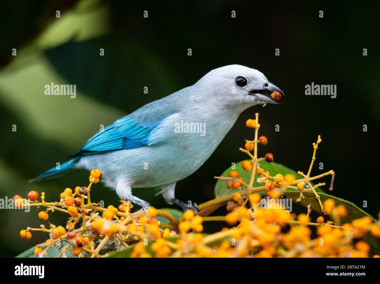 Miconia tree hi-res stock photography and images - Alamy