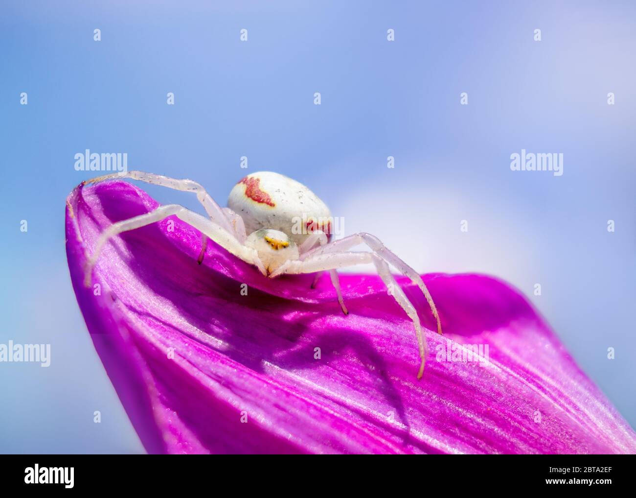 Pink and white crab spider hi-res stock photography and images - Alamy