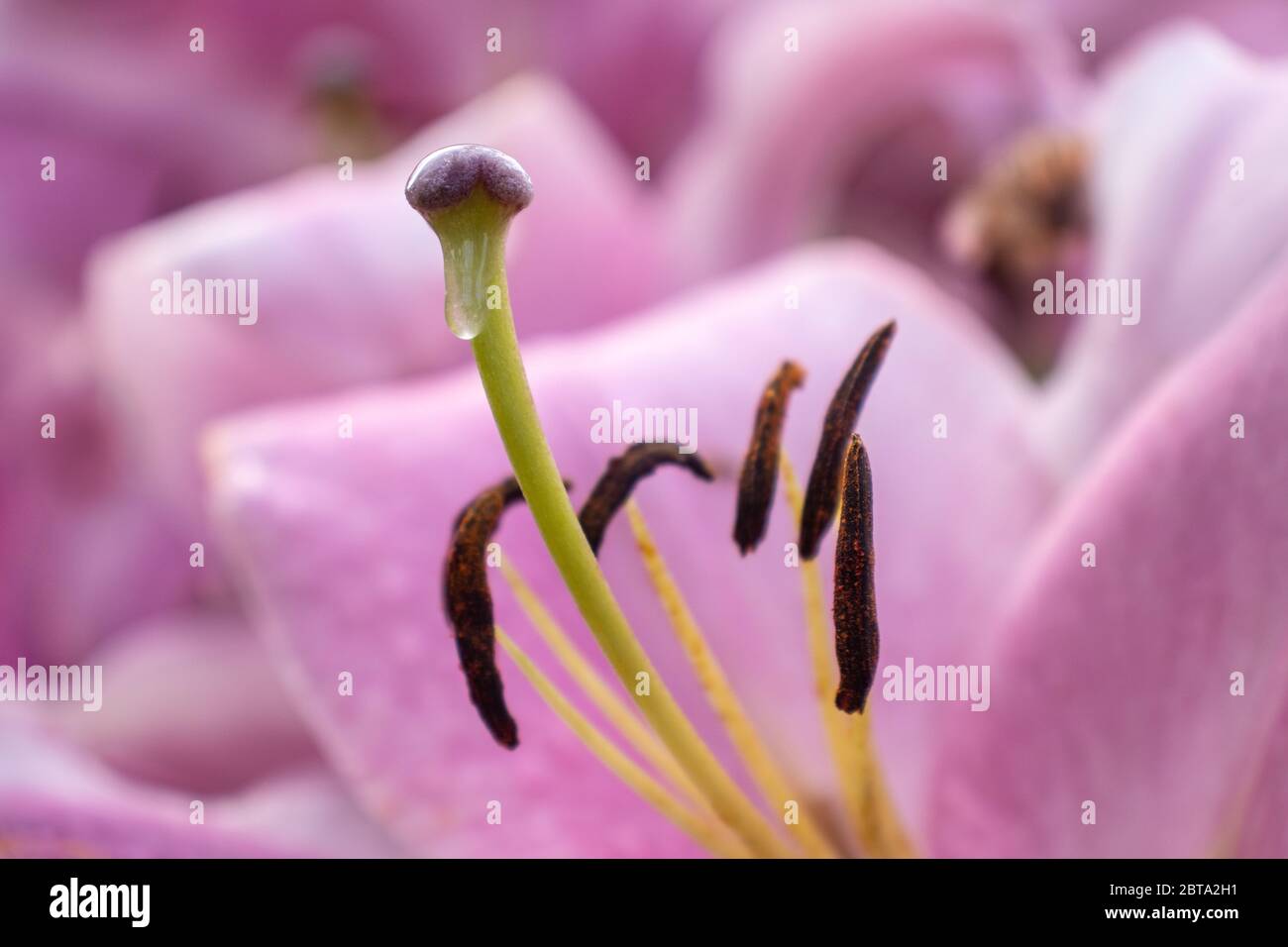 Pistil stamens of a lily flower pink Stock Photo - Alamy