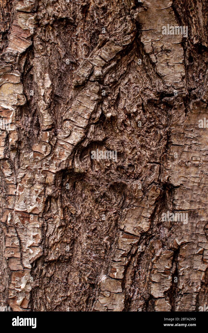 brown tree bark trunk background pattern design Stock Photo - Alamy