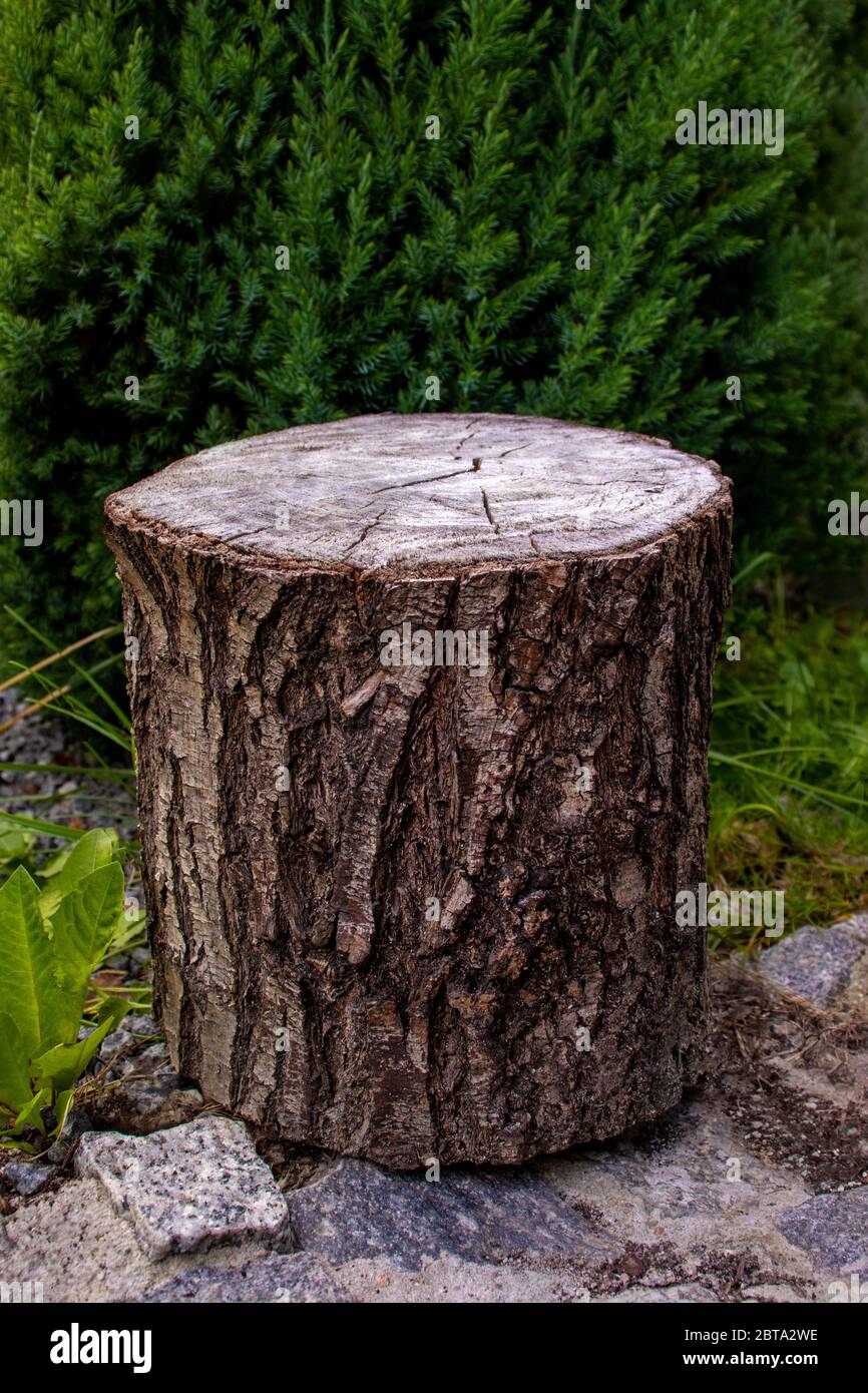 Tree stump tree bark hi-res stock photography and images - Alamy