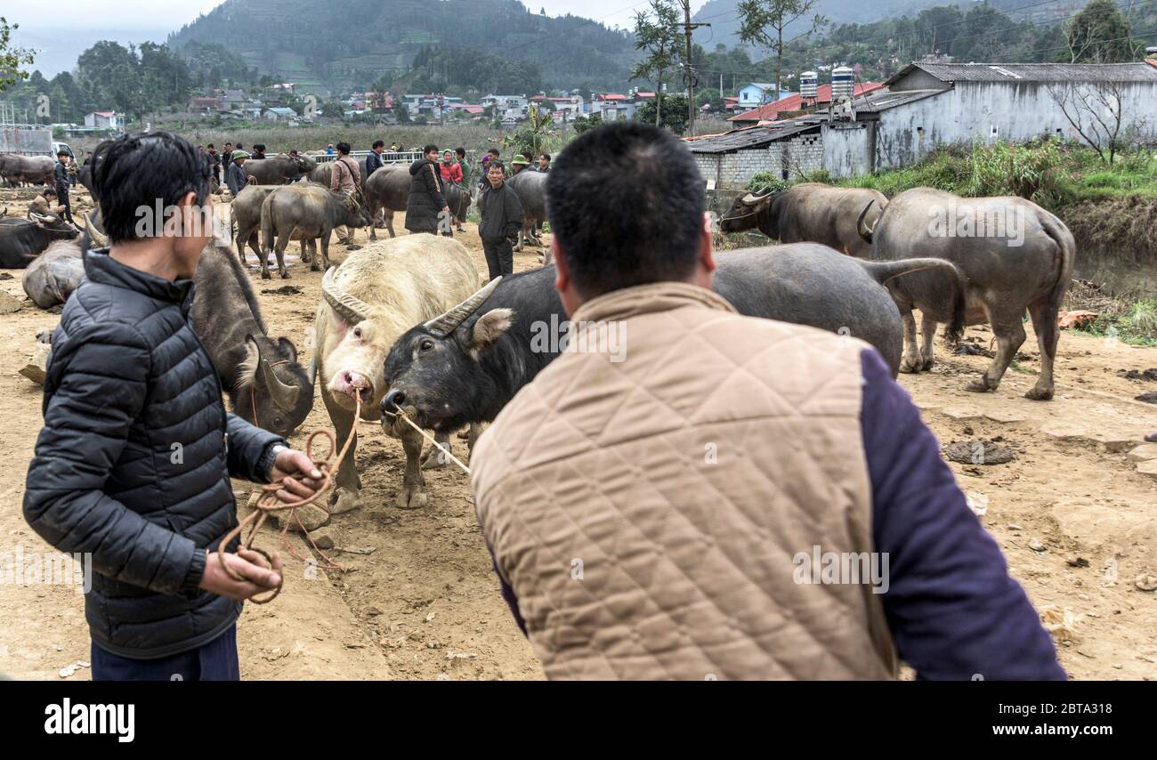 Selling farm animals hi-res stock photography and images - Alamy