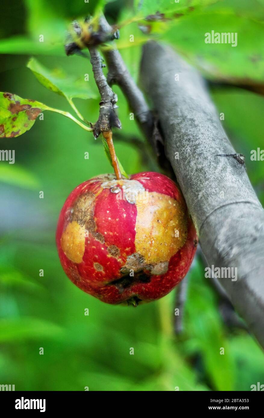 Sick tree hi-res stock photography and images - Alamy