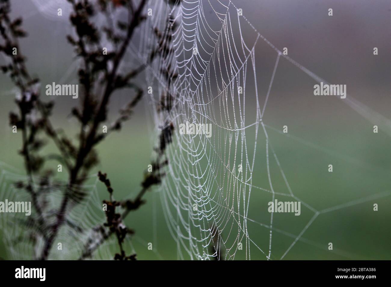 Spider cobweb decorated with pearls of rain water against a blurred ...