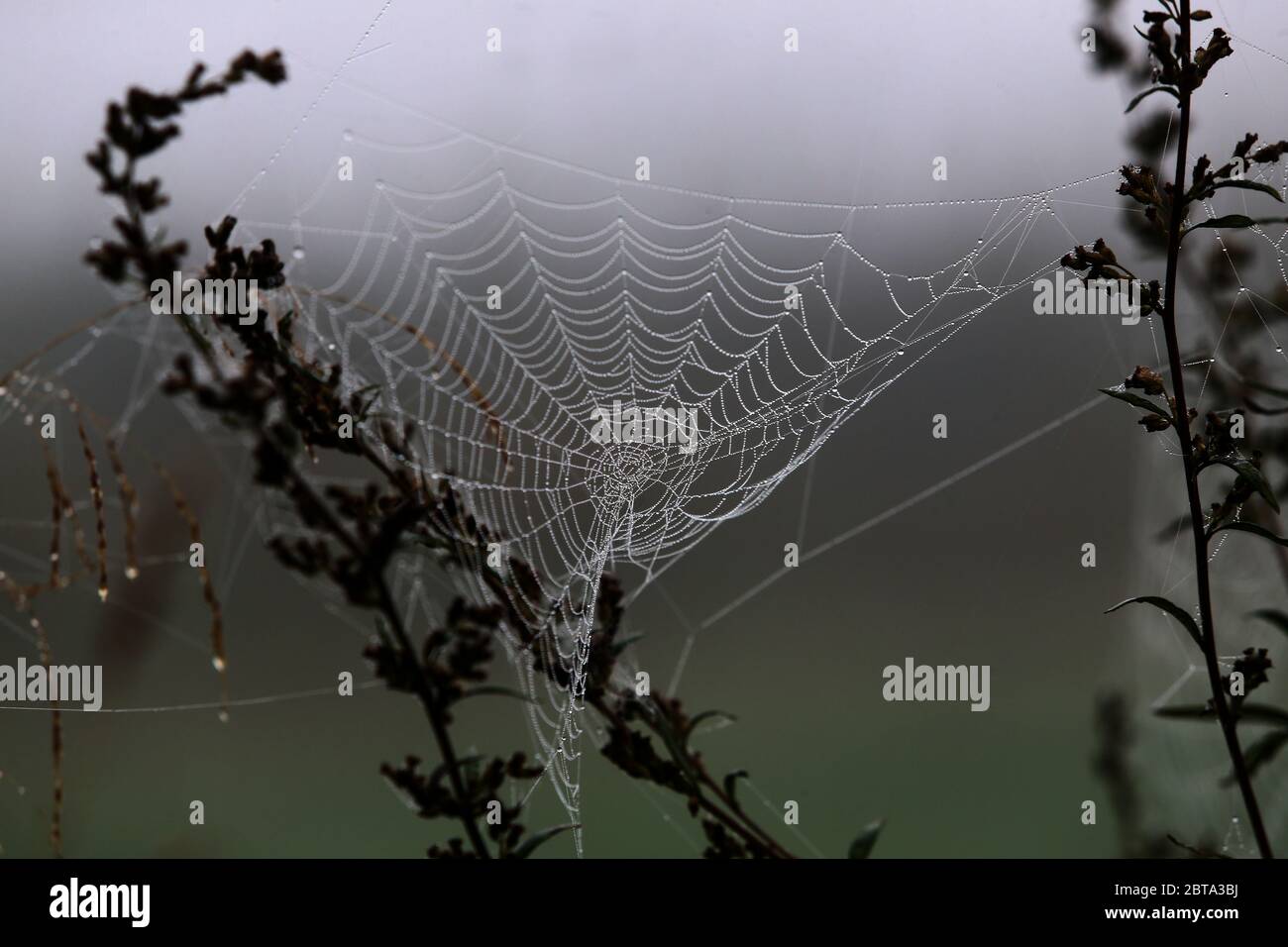 Spider cobweb decorated with pearls of rain water against a blurred ...