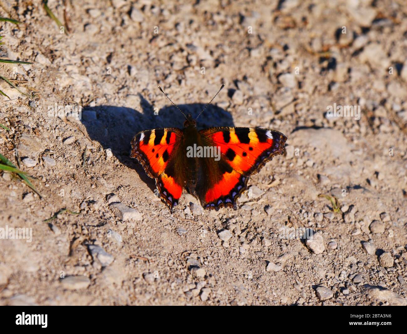 Large tortoiseshell butterfly hi-res stock photography and images - Alamy