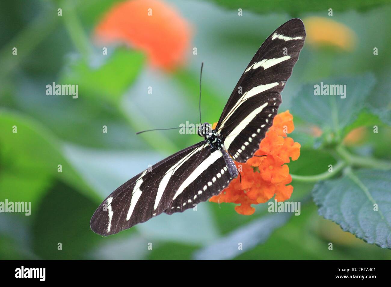 Butterfly metamorphosis circle hi-res stock photography and images - Alamy