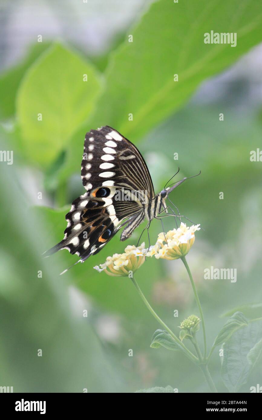 Female butterfly forms hi-res stock photography and images - Alamy