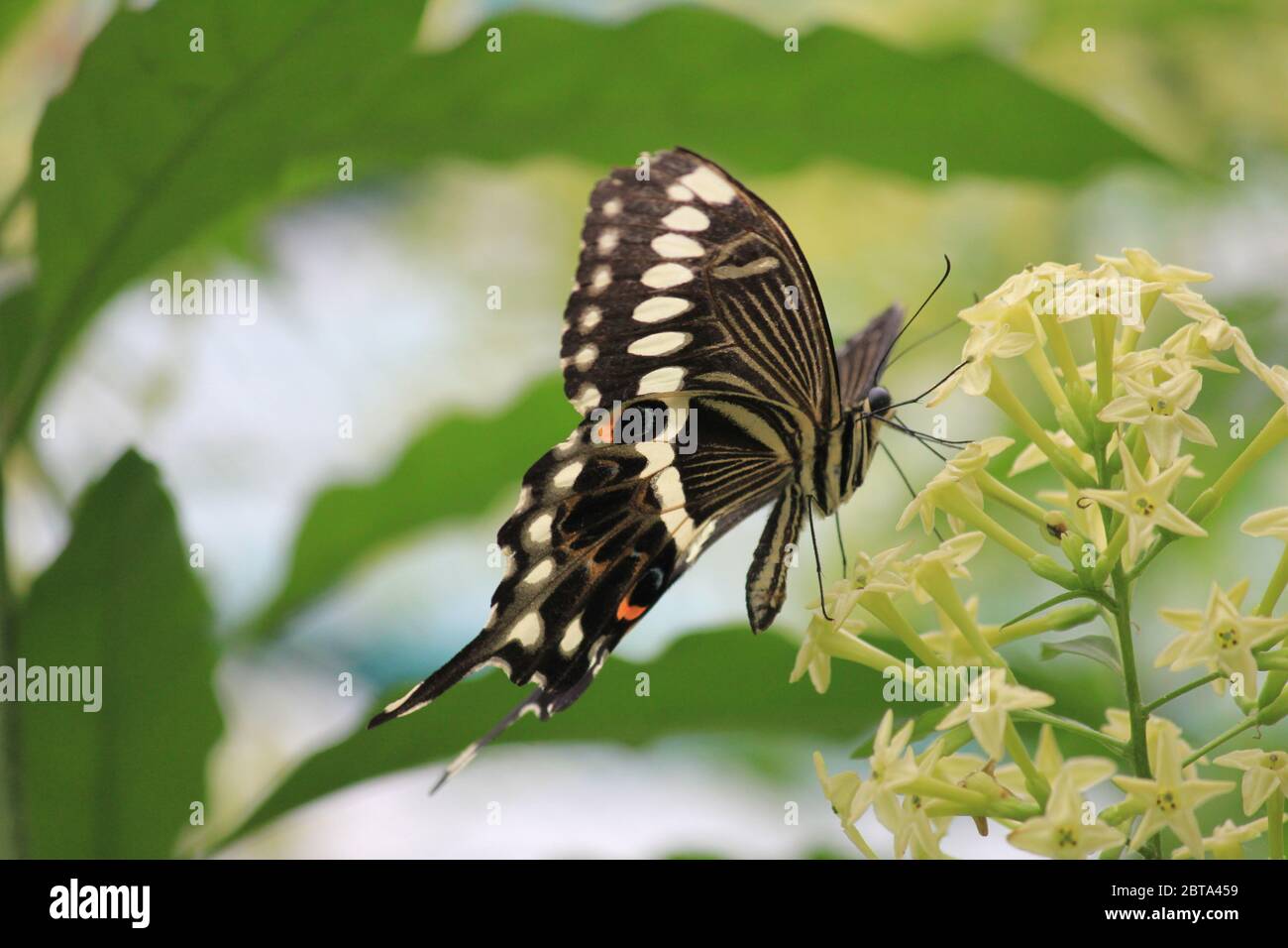 Female butterfly forms hi-res stock photography and images - Alamy