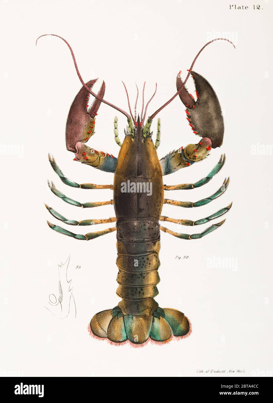 Homarus americanus drawing hi-res stock photography and images - Alamy