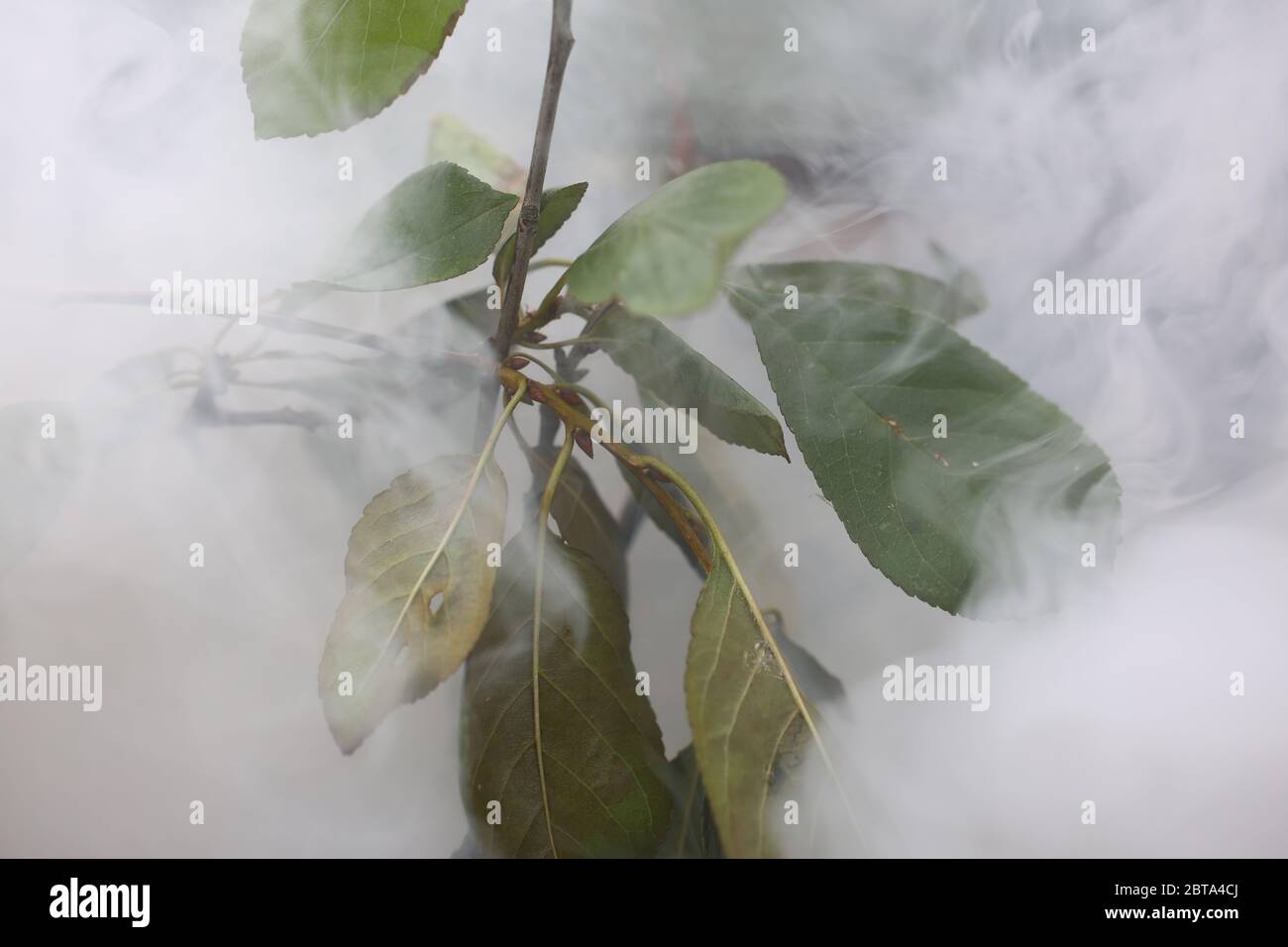 Large tree leaves in smoke, fire in green forest Stock Photo - Alamy