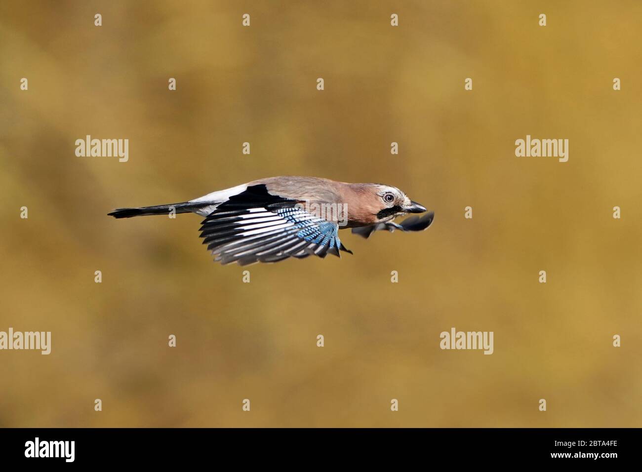 Eurasian jay in flight with vegetation in the background Stock Photo ...