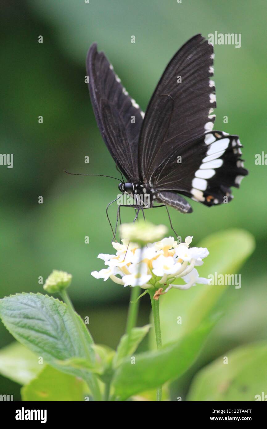 The great Mormon butterfly Stock Photo - Alamy