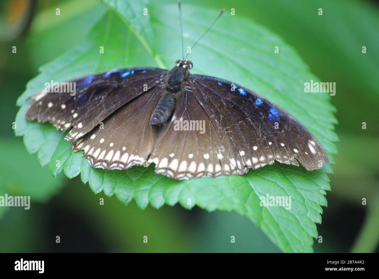 Butterfly metamorphosis circle hi-res stock photography and images - Alamy
