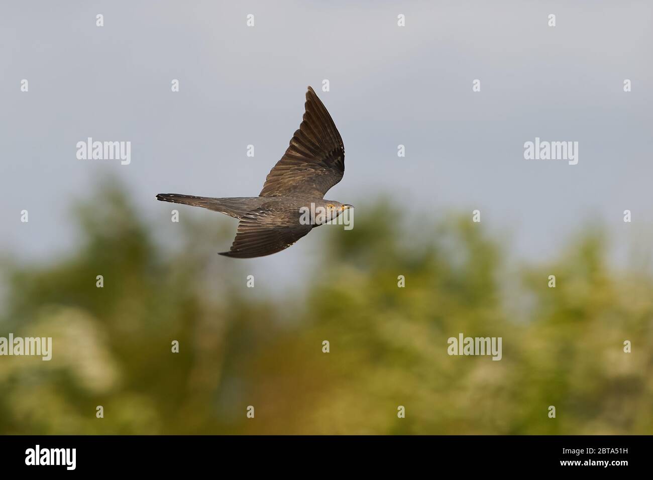 Common cuckoo in flight in its Danish habitat Stock Photo - Alamy