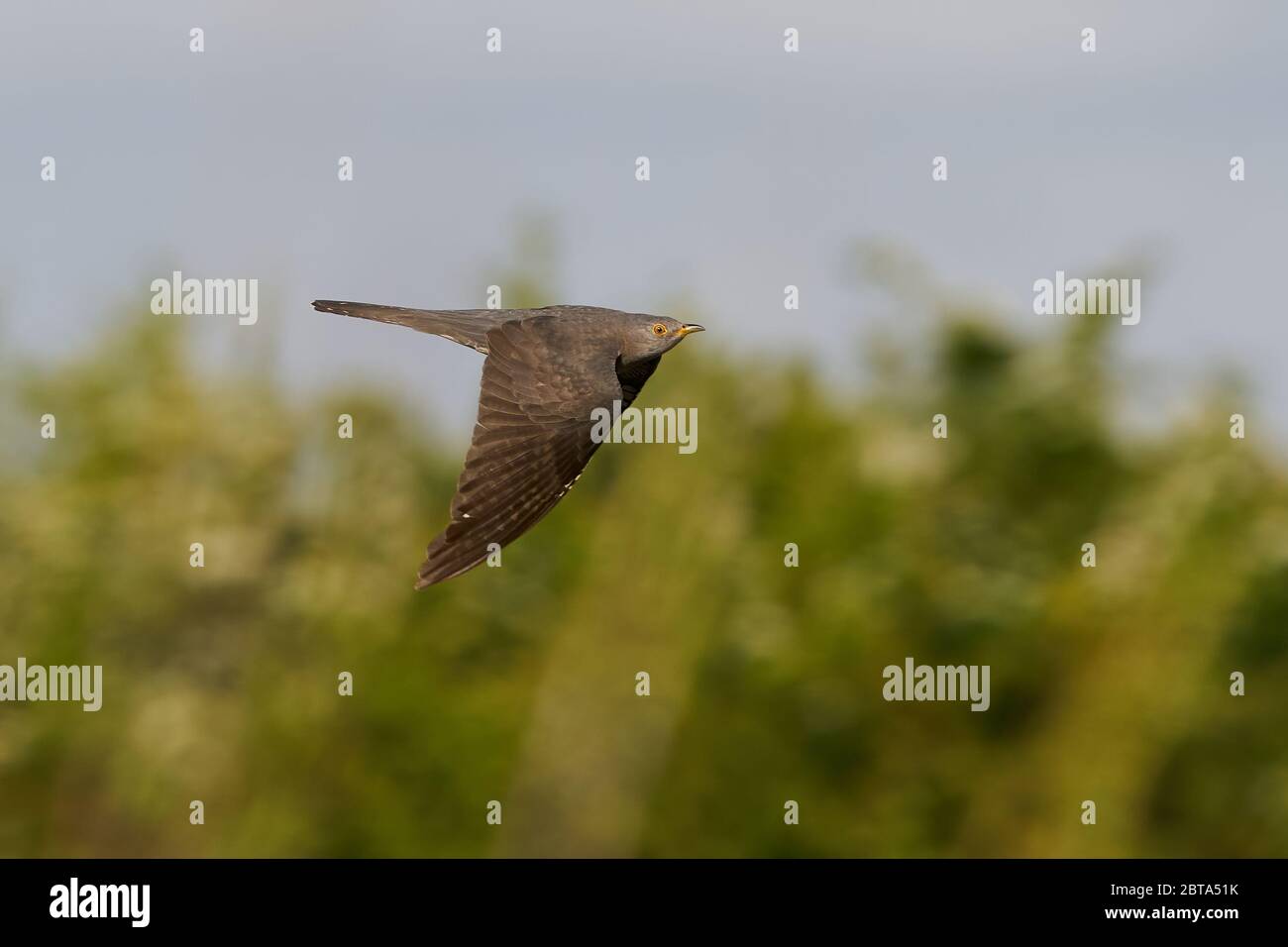Common cuckoo in flight in its Danish habitat Stock Photo - Alamy